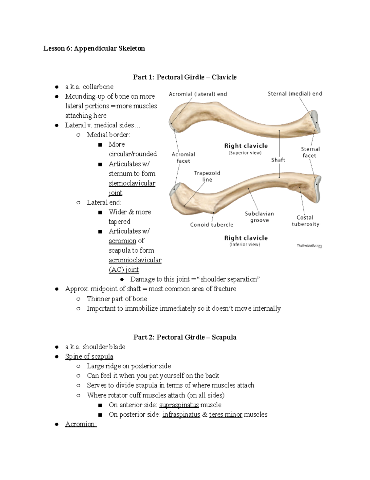 6- Appendicular Skeleton Part 1 - k. collarbone Mounding-up of bone on ...