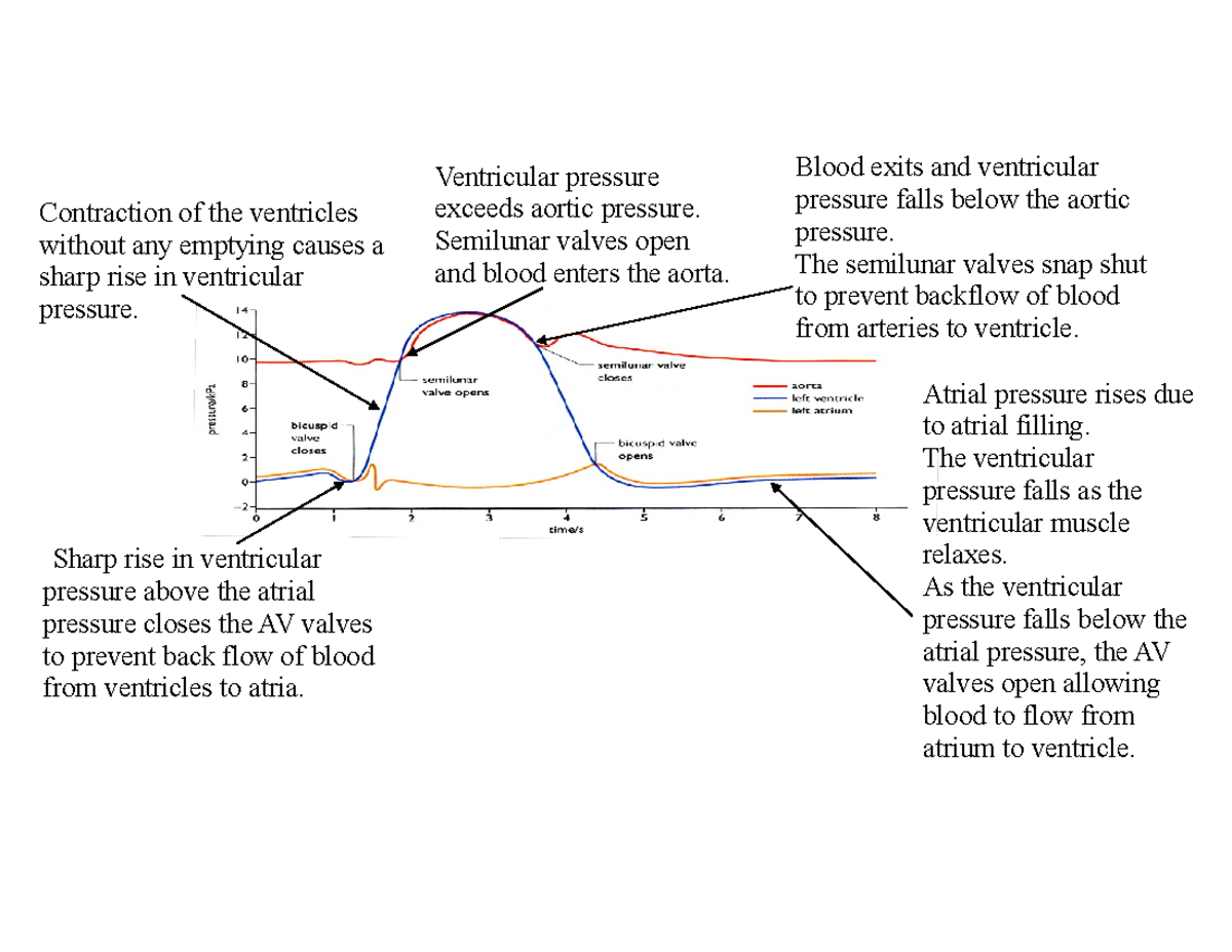 Cardiac cycle graph - Sharp rise in ventricular pressure above the ...