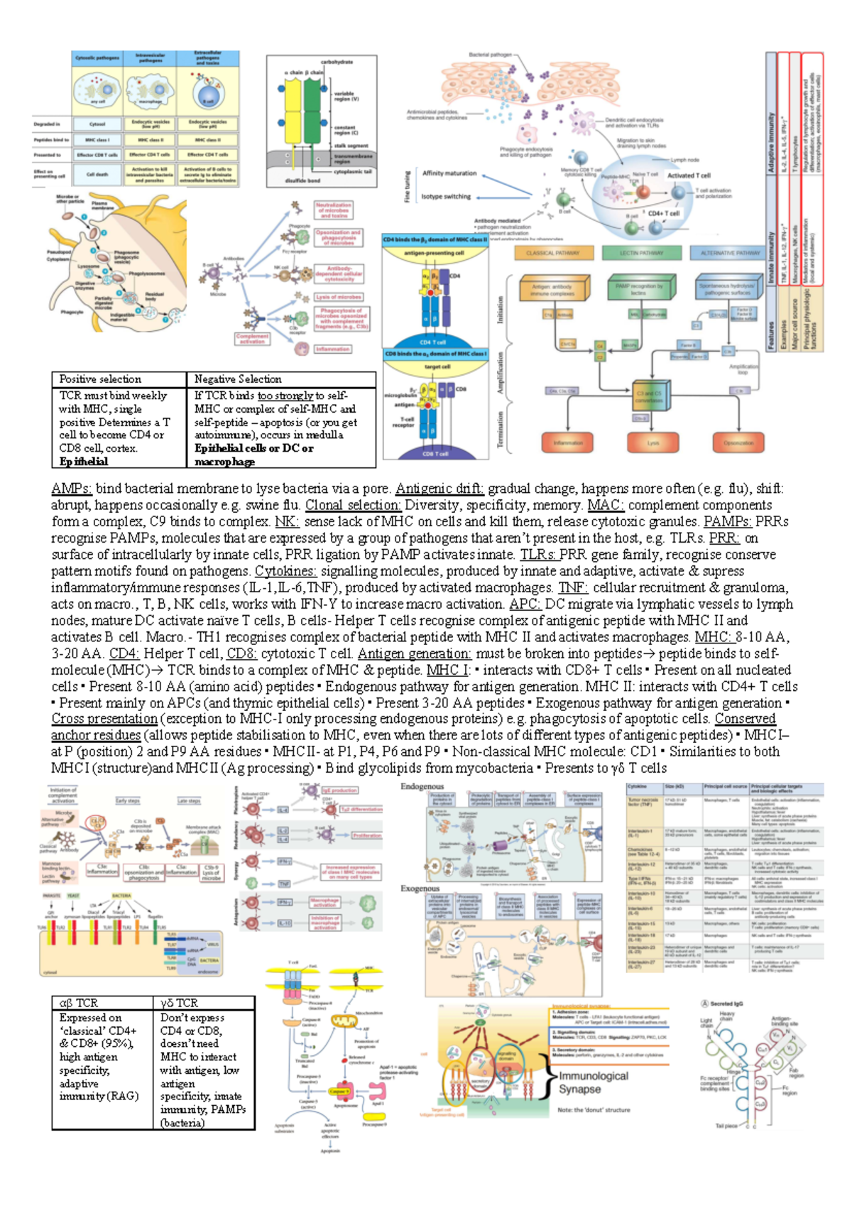 Immuno Cheat Sheet Final - AMPs: bind bacterial membrane to ly se ...