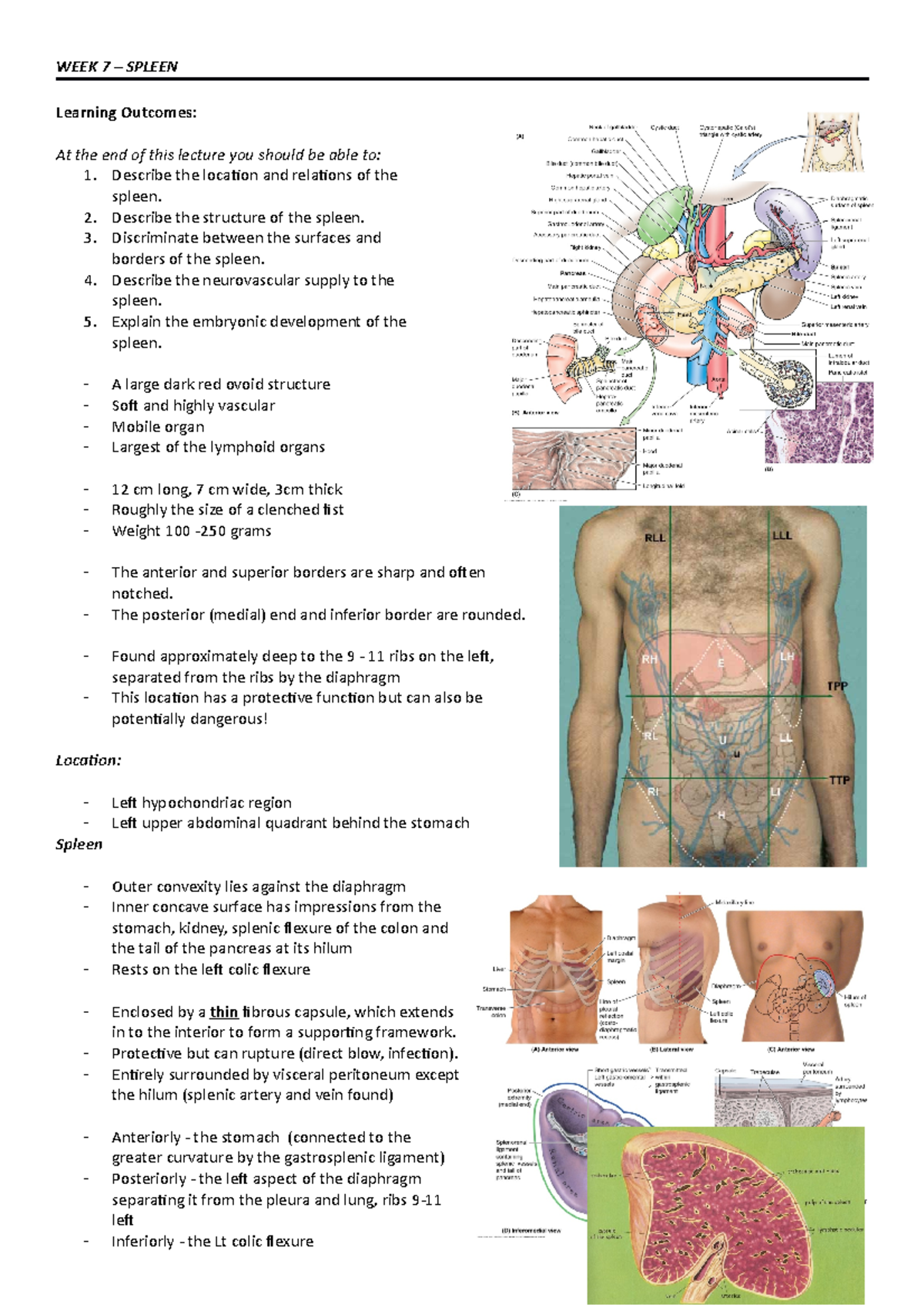 Weeks 7-9 - WEEK 7 – SPLEEN Learning Outcomes: At the end of this ...