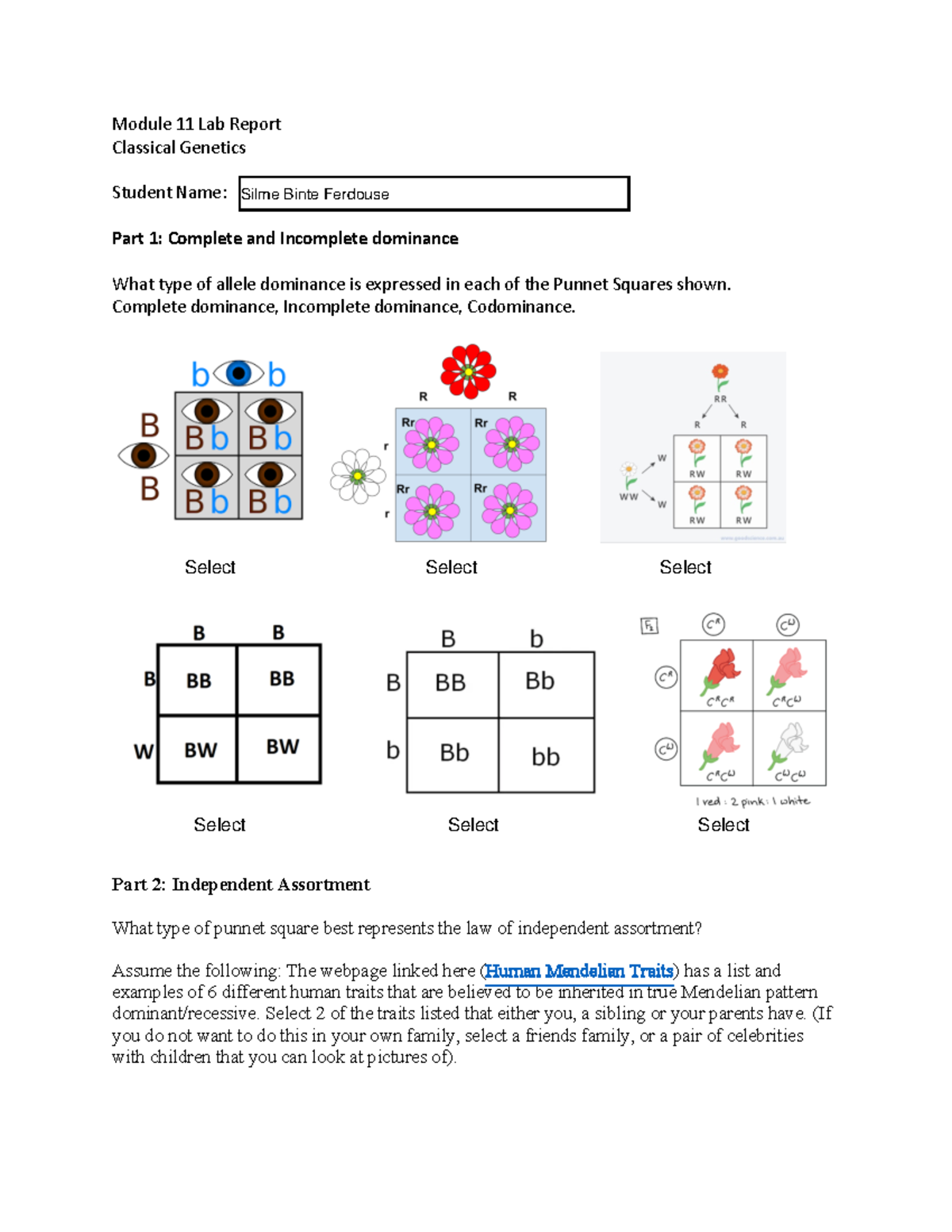 Module 10 Lab Report - answers - Module 11 Lab Report Classical Genetics Student Name: Part 1 ...