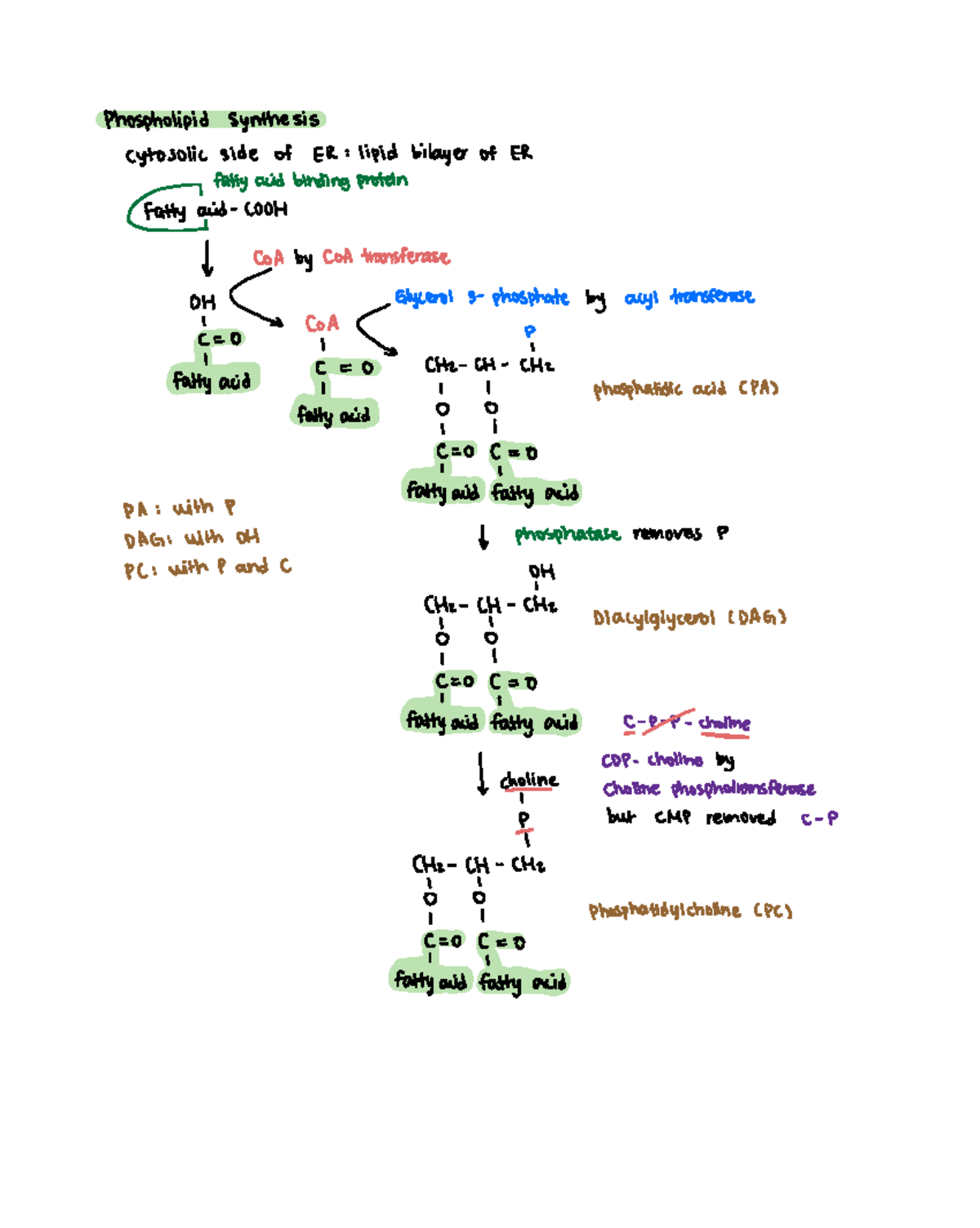 Membrane proteins cycle - hospholipid Synthesis cytosolic side of ER ...