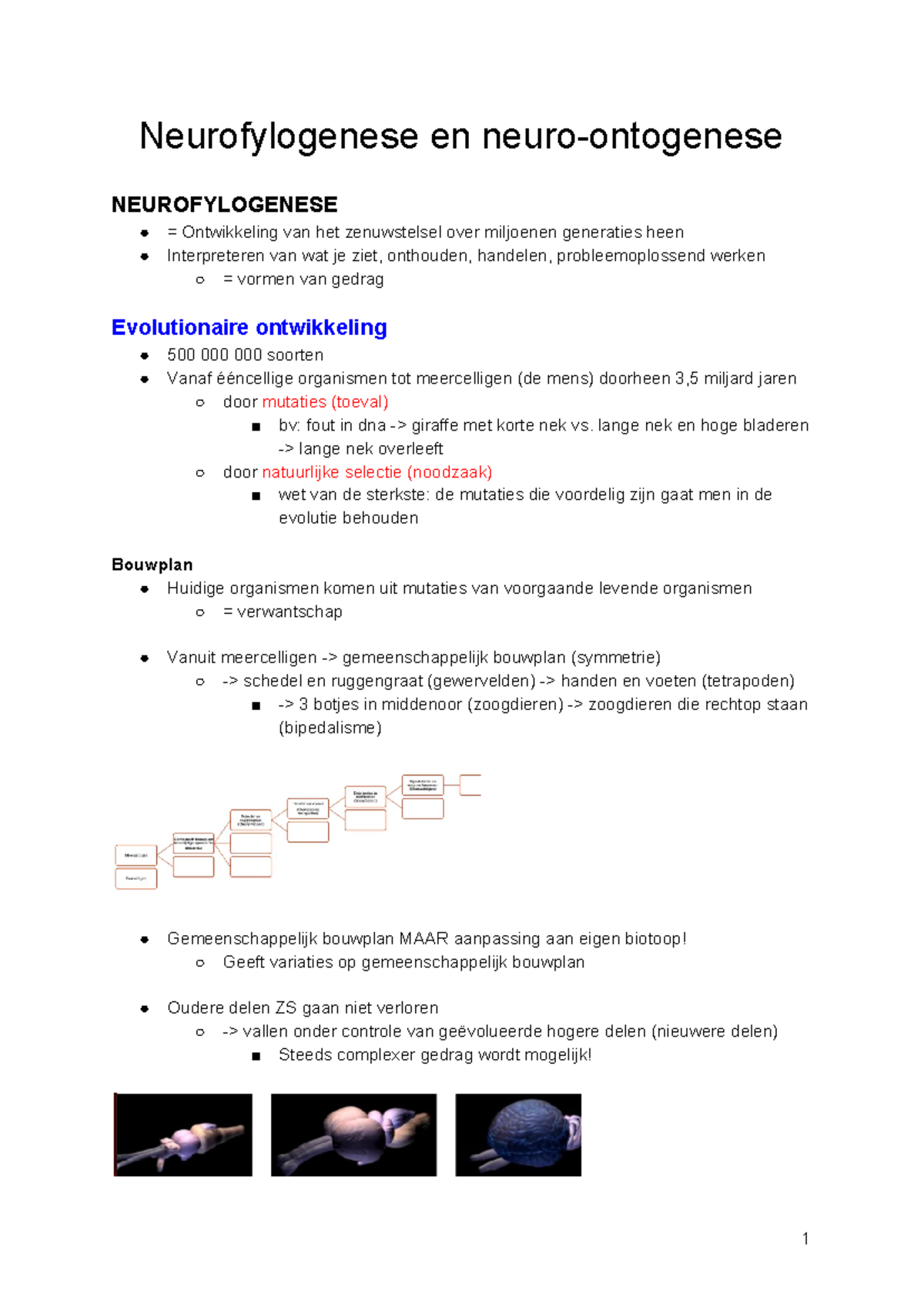 1 Neurofylogenese en neuro-ontogenese - Neurofylogenese en neuro ...