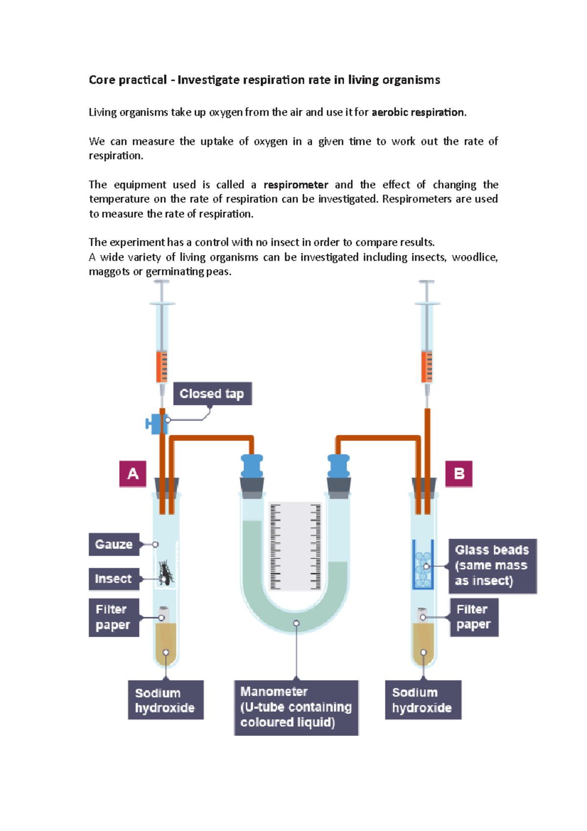 Respirometer - Alevel biology notes - Core practical - Investigate ...