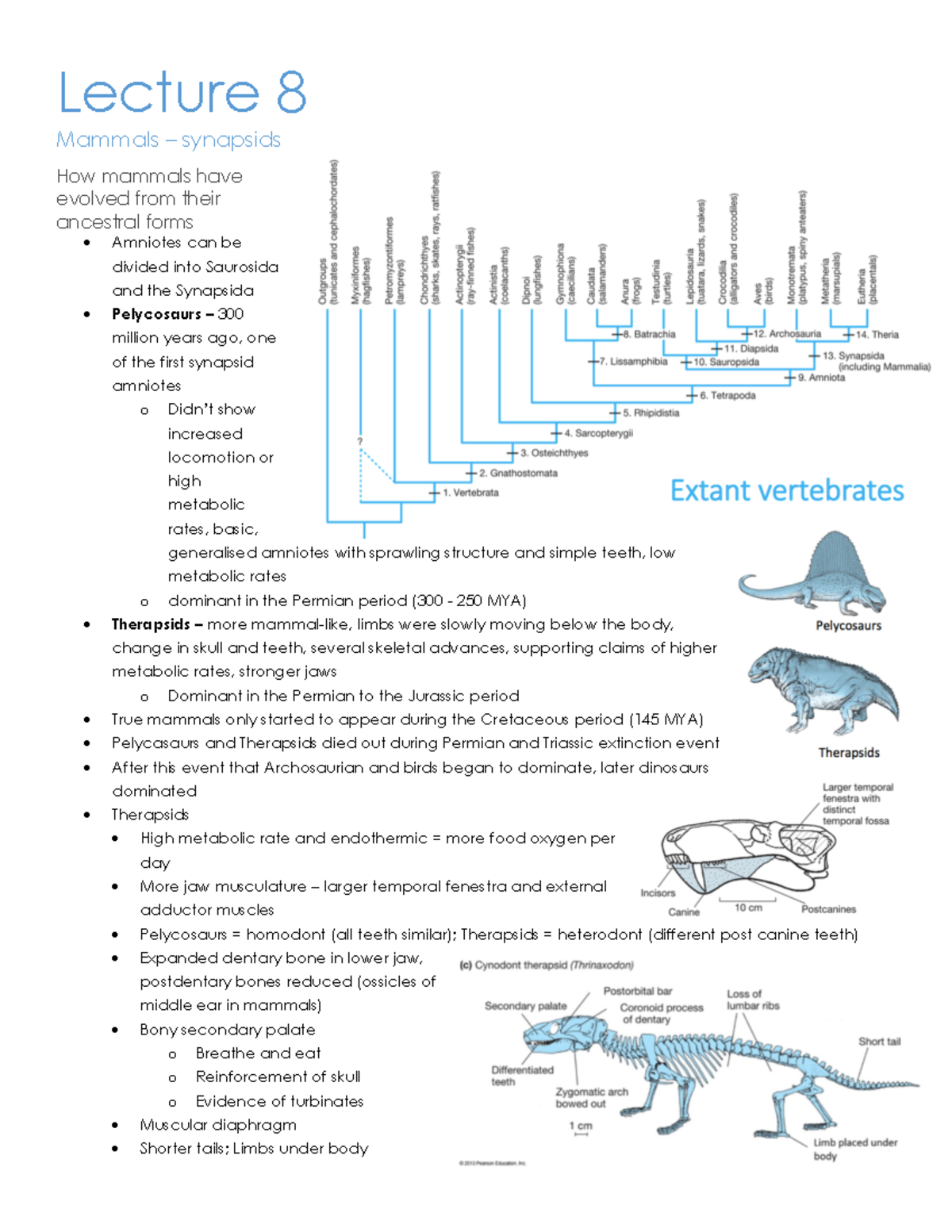 Lecture 8 - Mammals - synapsids - Lecture 8 Mammals synapsids How ...