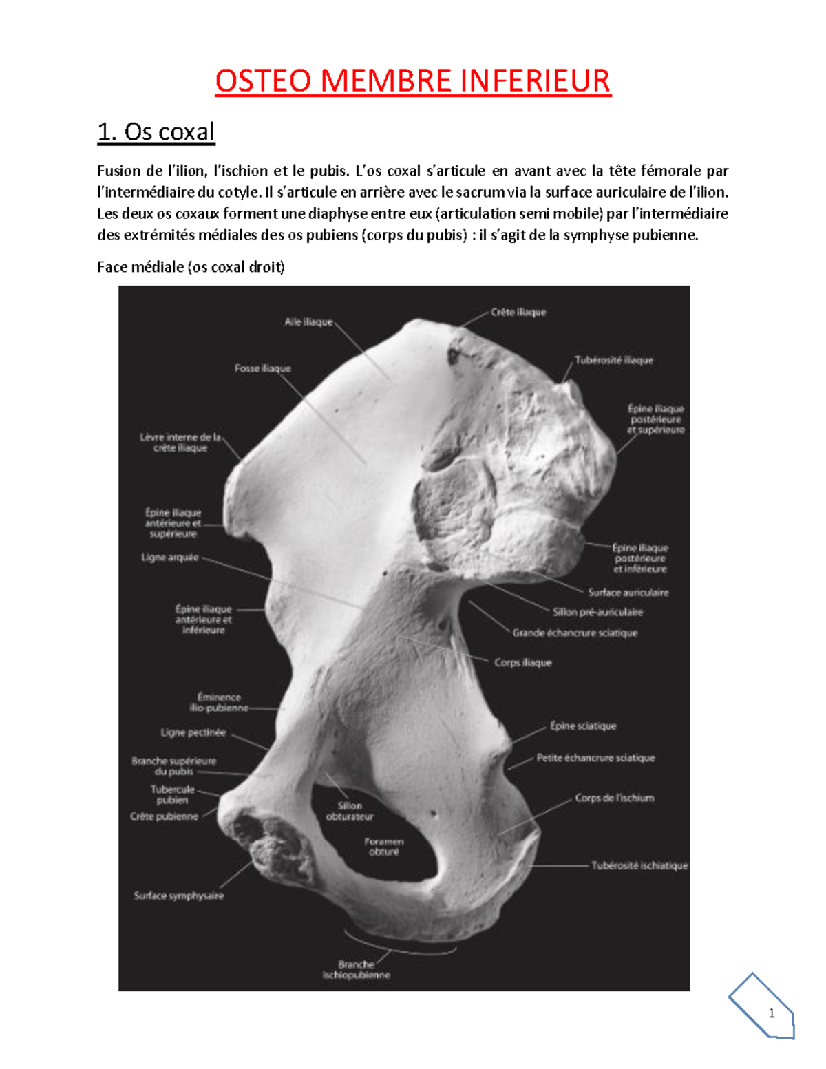 1. Membre inférieur - OSTEO MEMBRE INFERIEUR 1. Os coxal Fusion de l ...