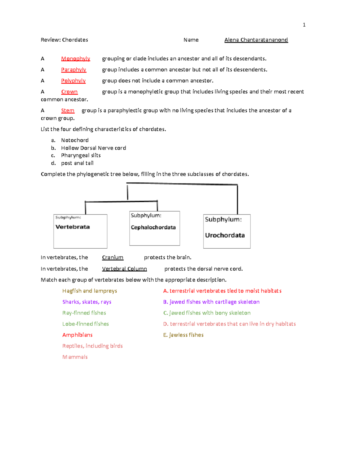 01 Chordates Worksheet Complete - 1 Review: Chordates Name Alena ...