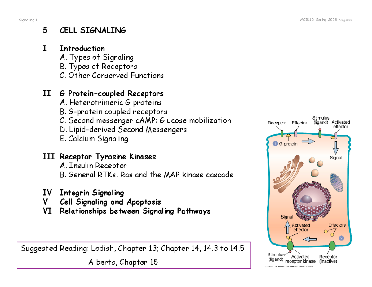 Mcb110 s2008 4signaling - MCB110-Spring 2008-Nogales 5 CELL SIGNALING I ...