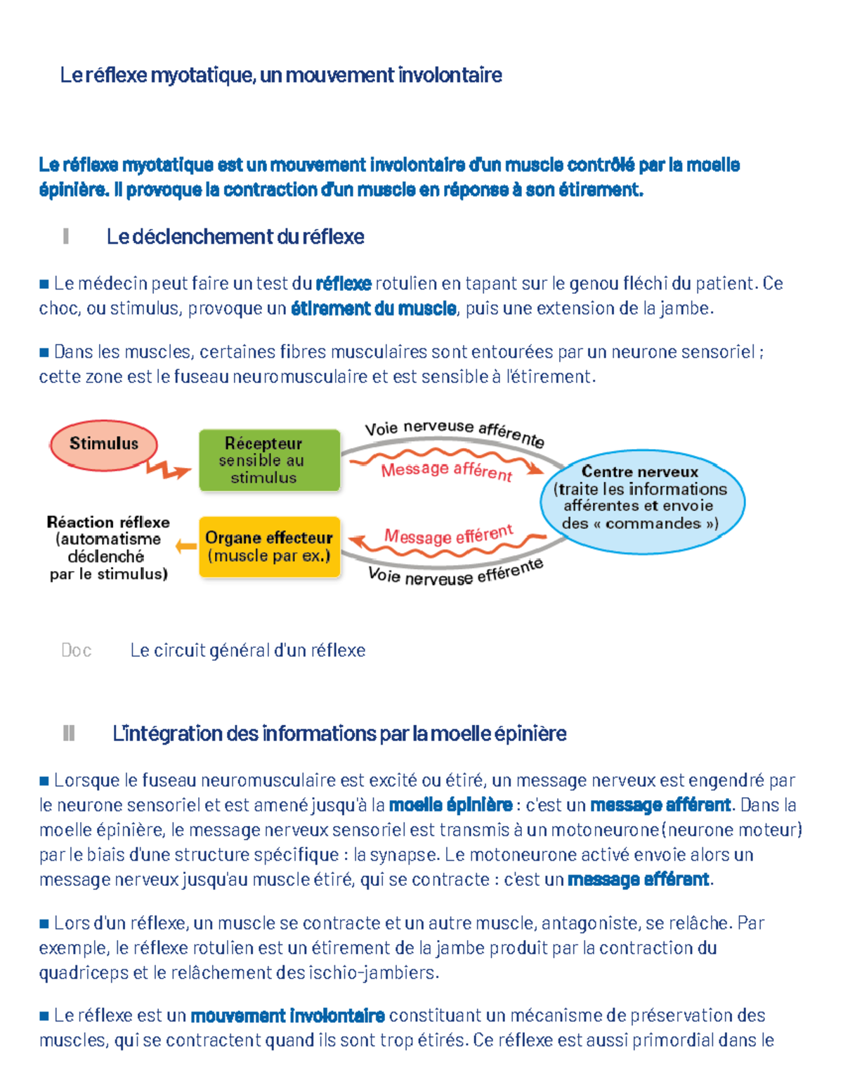 Le-reflexe-myotatique-un-mouvement-involontaire - copie - Le réflexe ...