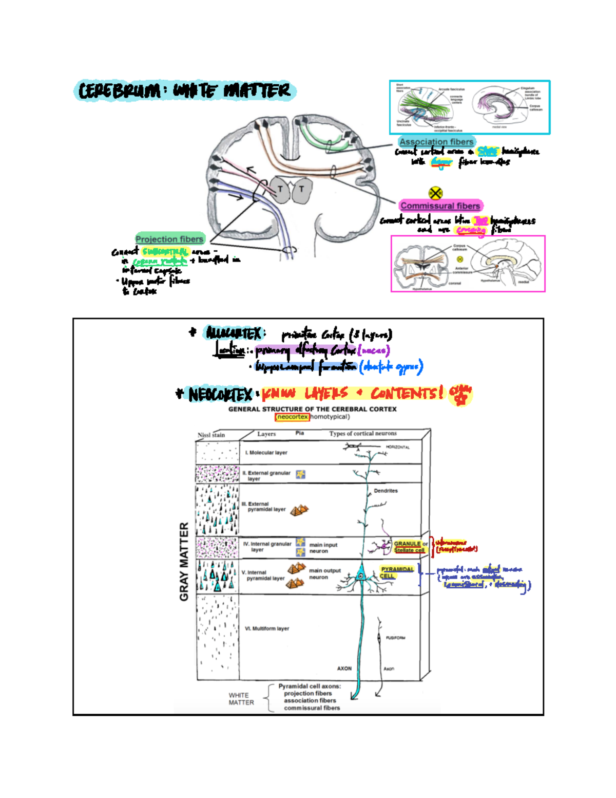 29-31. SG+Practice Q's - CEREBRUM WHITE MATTER Connectcorticalareas ...