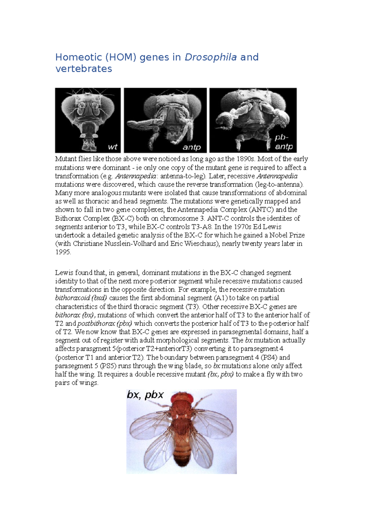 06 Homeotic genes notes - Homeotic (HOM) genes in Drosophila and ...