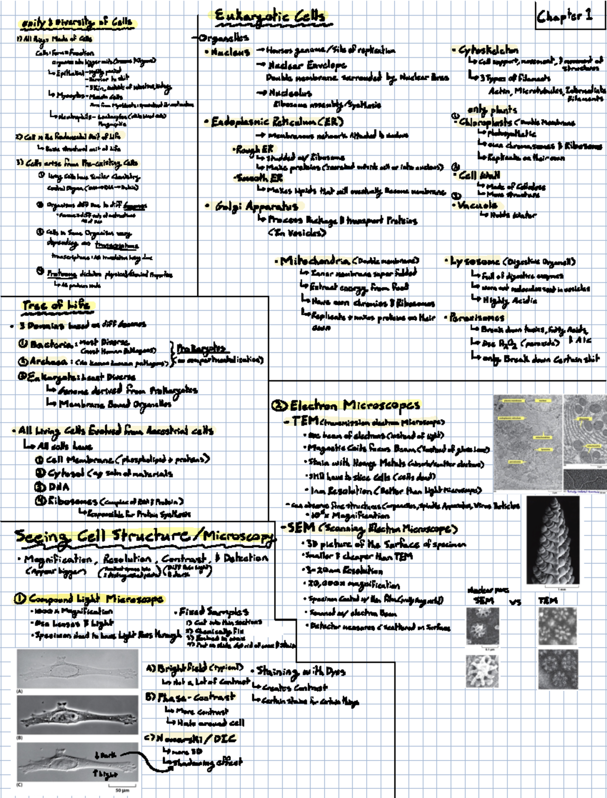 Cell Bio Final Review - BIOL 3350 - now - Studocu