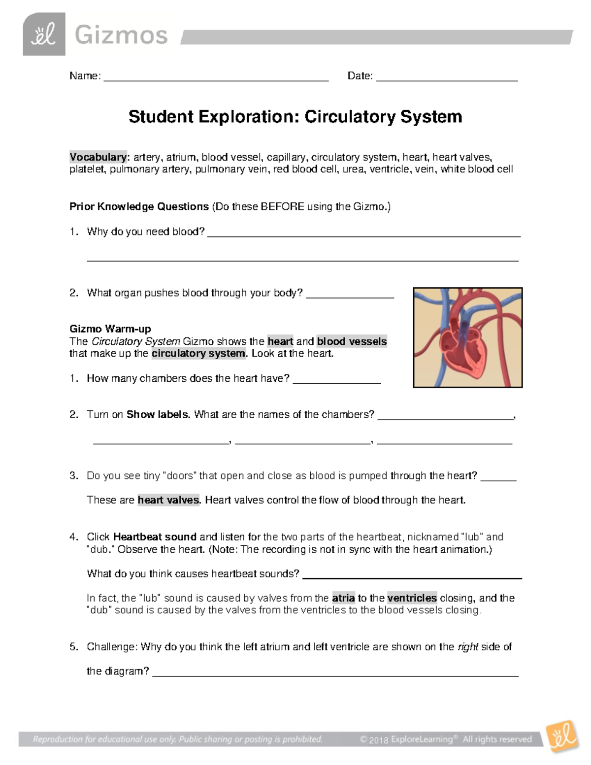 Kami Export - Gizmo - Circulatory System (student) - Name