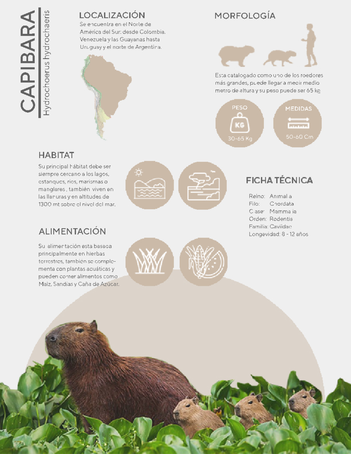 Infografia - Capibara - Animacion 3d - Studocu