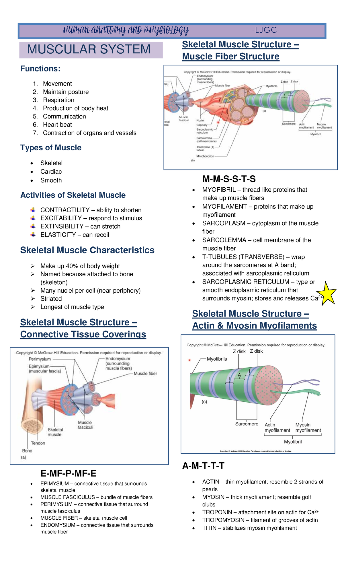 Anaphy Muscular- System - MUSCULAR SYSTEM Functions: 1. Movement 2. Maintain posture 3 ...