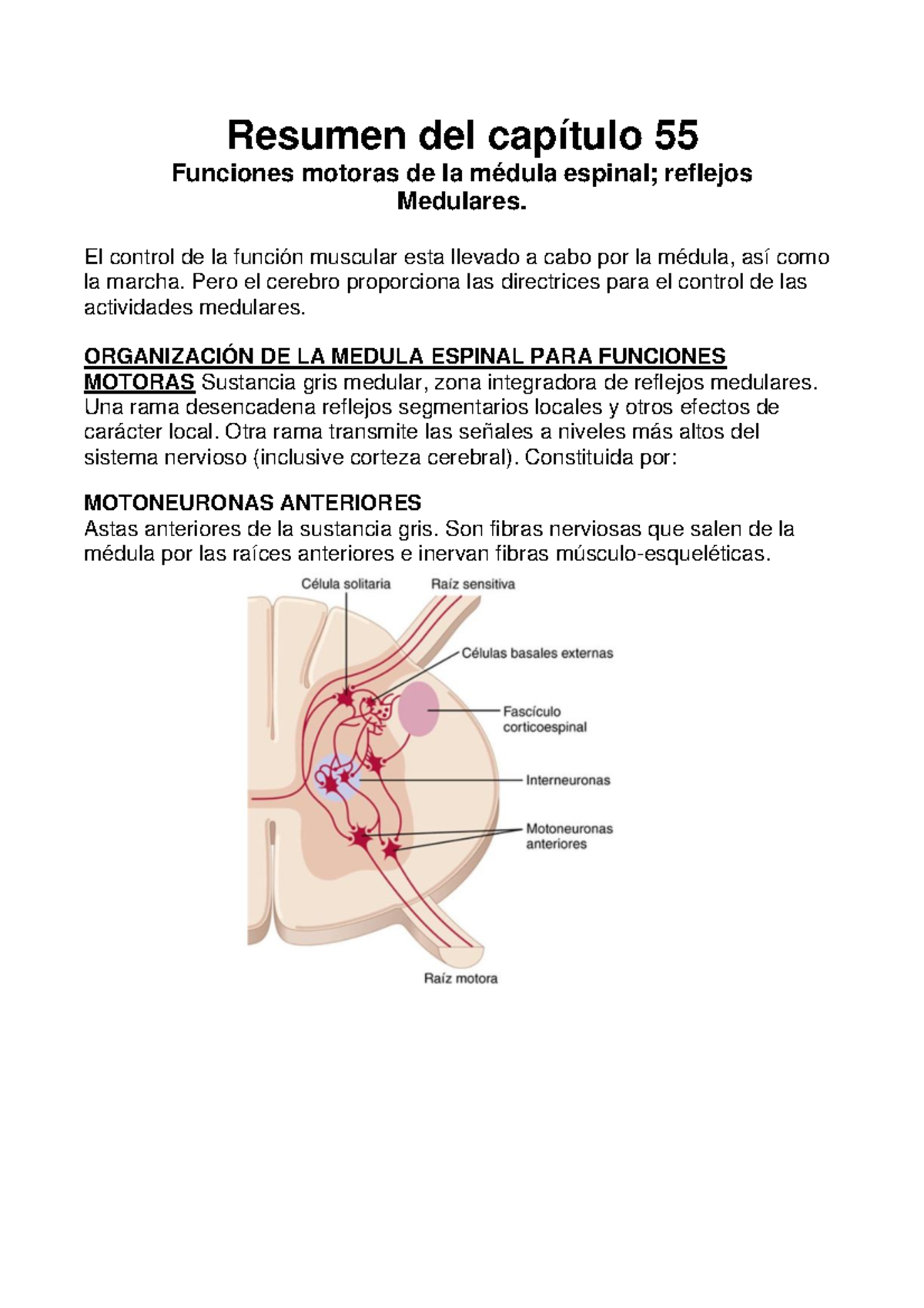 Resumen del capítulo 55 - Resumen del capítulo 55 Funciones motoras de la médula espinal ...