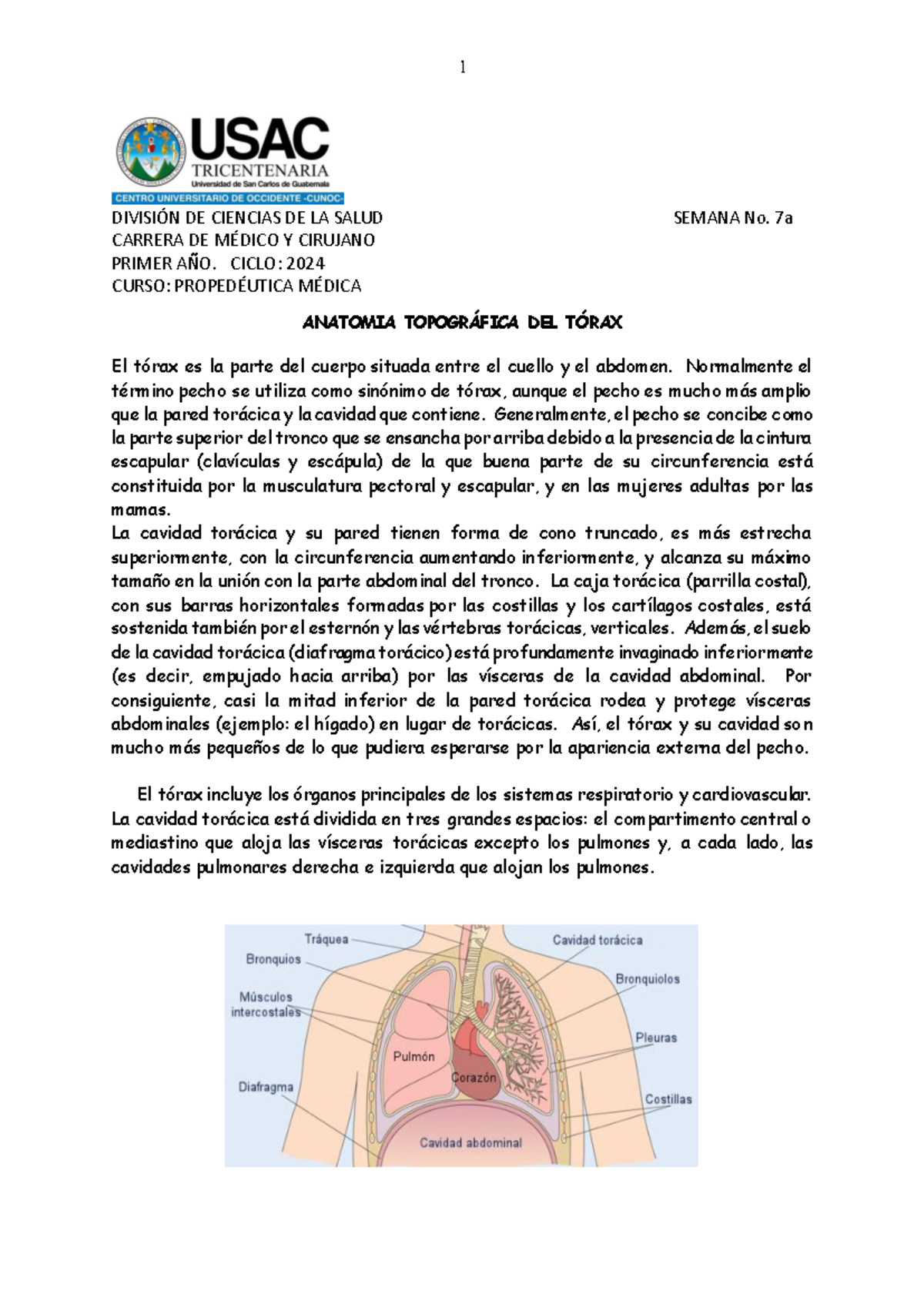 Anatomia de torax - DIVISIÓN DE CIENCIAS DE LA SALUD SEMANA No. 7a ...