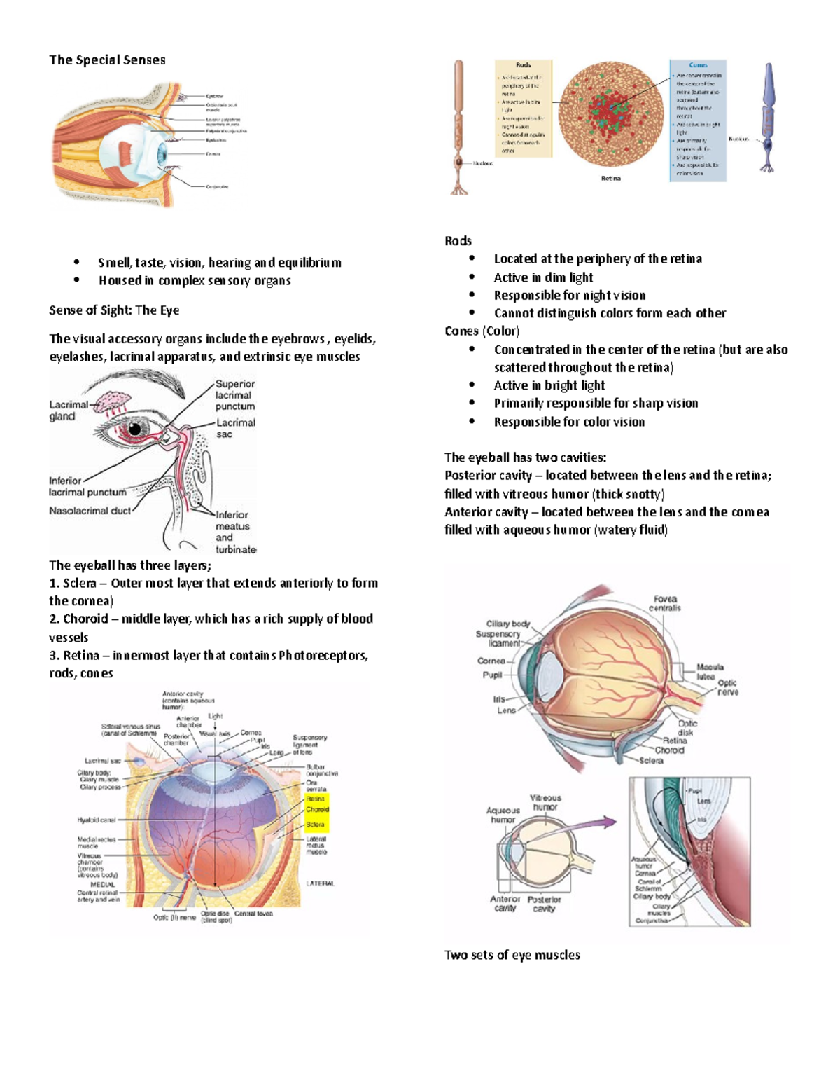 Anaphy Lecture First Periodical EXAM - The Special Senses Smell, taste ...