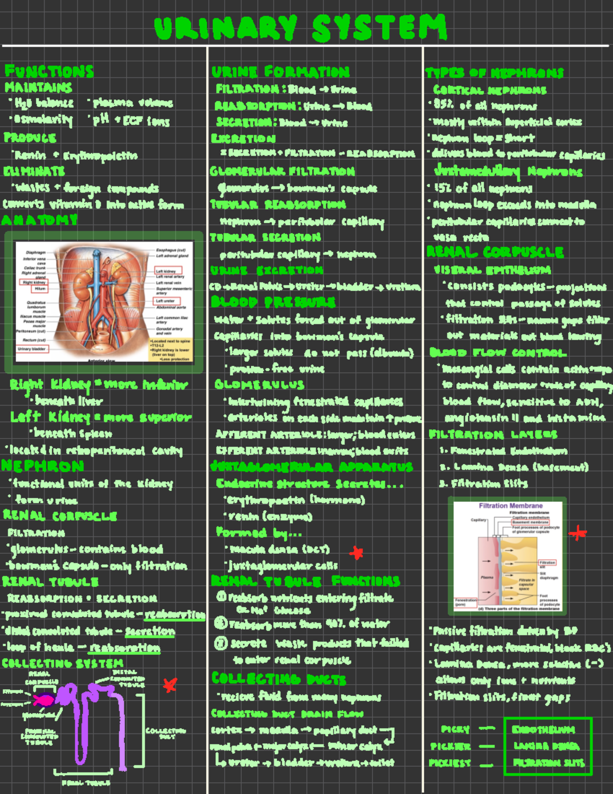 Urinary BIO202 - Lecture notes - URINARY SYSTEM FUNCTIONS URINE ...