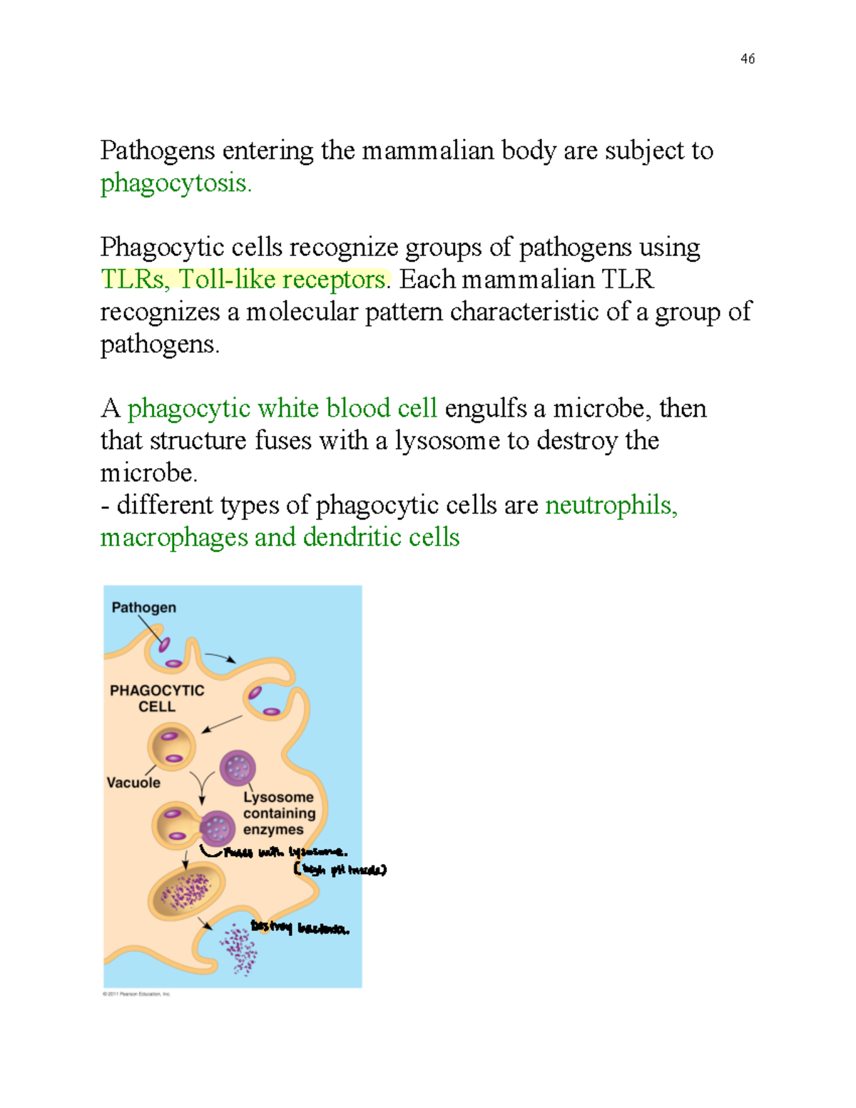 Biology note_2023 - Pathogens entering the mammalian body are subject ...