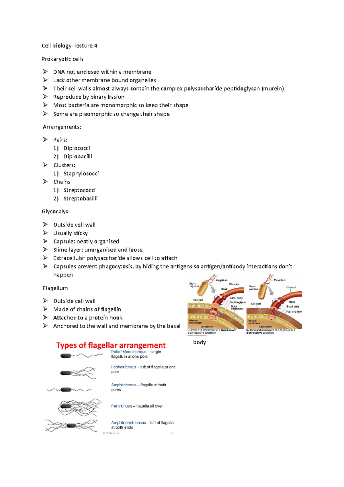Cell biology lecture 4 - notes - Cell biology- lecture 4 Prokaryotic ...