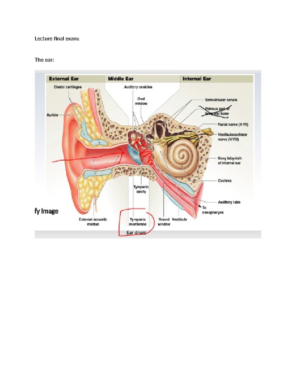Lecture final exam - notes from whole class - Lecture final exam: The ...