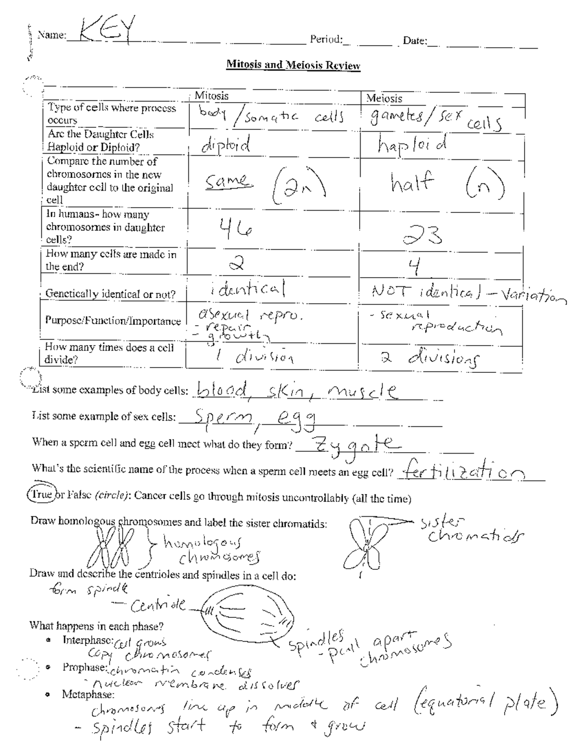 Mitosis Meiosis Answer Key - Clinical Biochemistry - Studocu