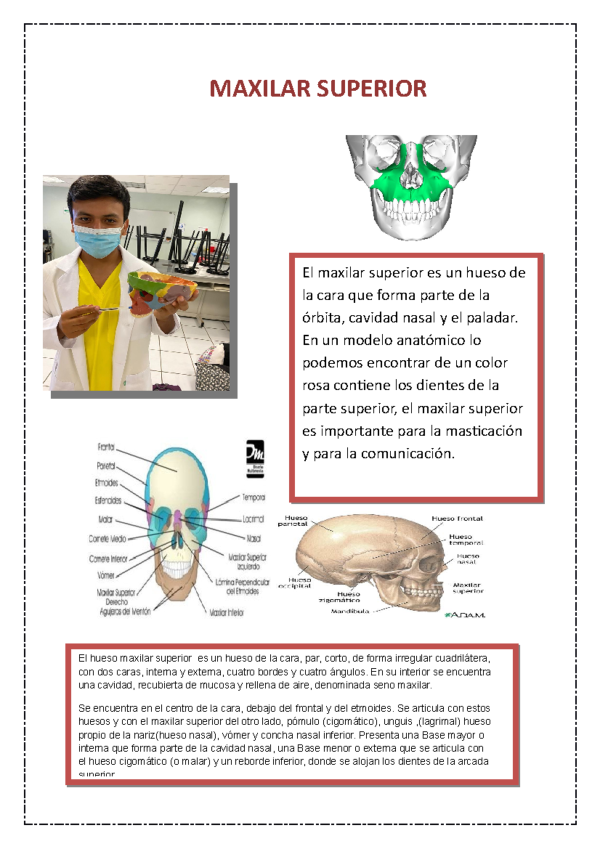 Maxilar Superior - e s un aa a sjnsjs kcmkc - MAXILAR SUPERIOR El ...