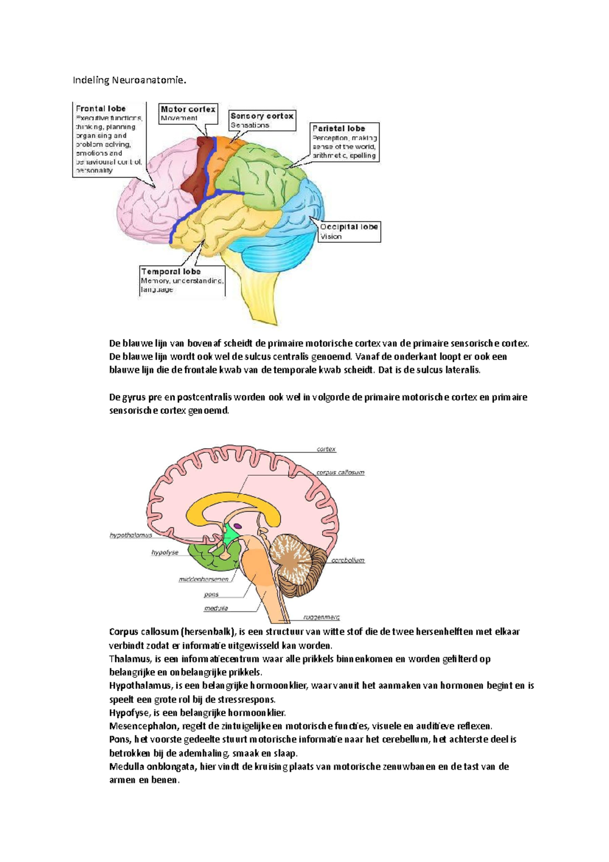 Indeling Neuroanatomie - De blauwe lijn van bovenaf scheidt de primaire ...