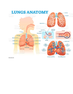 ANS flow chart - pharmacology - Autonomic Nervous System Sympathetic ...