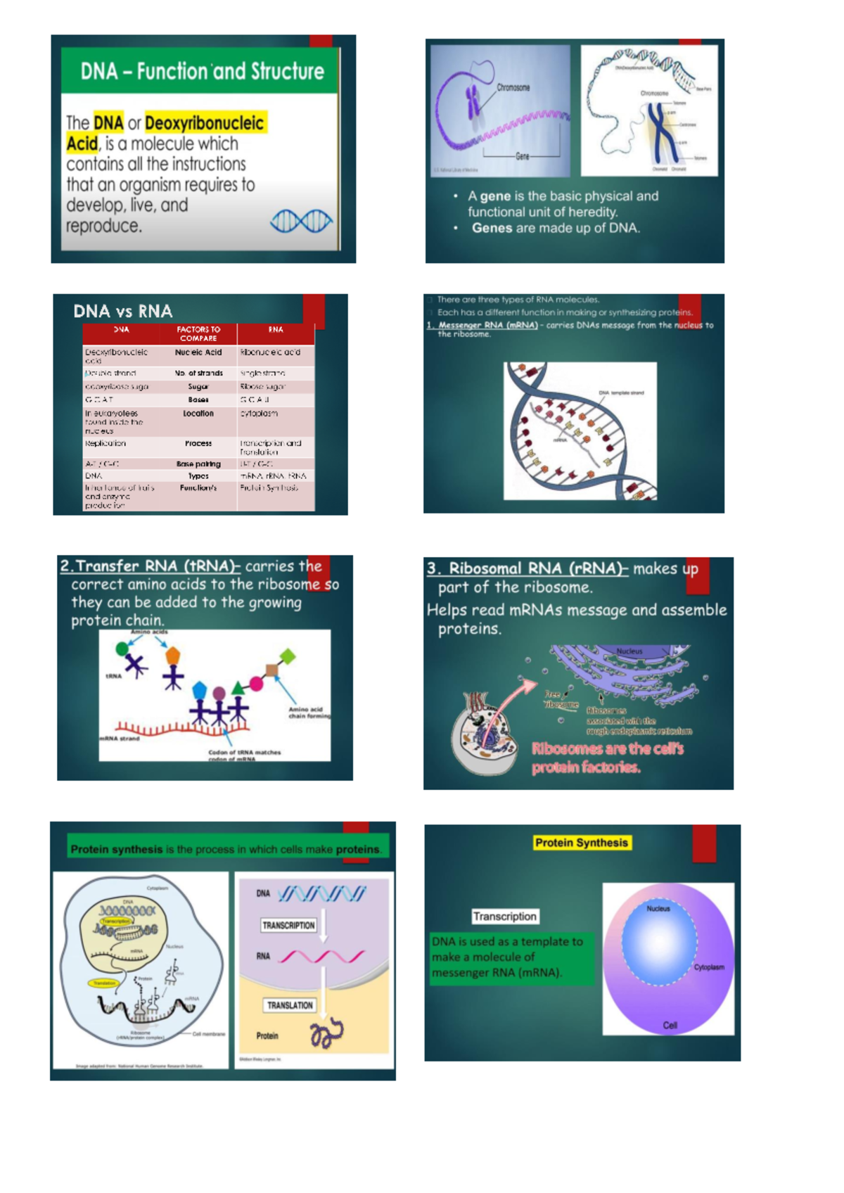 Science concept 21-32 - DNA Function and Structure Chromosome ...
