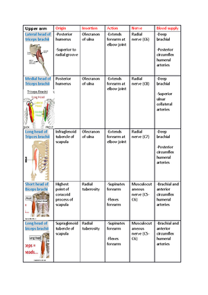 Foot Anatomy table - Foot Origin Insertion Action Nerve Blood supply ...