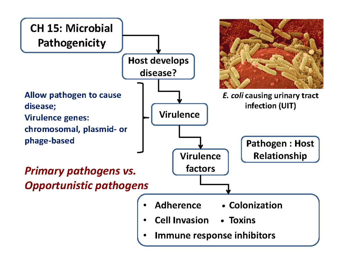 CH 15 Microbial Pathogenicity - E. coli causing urinary tract infection ...
