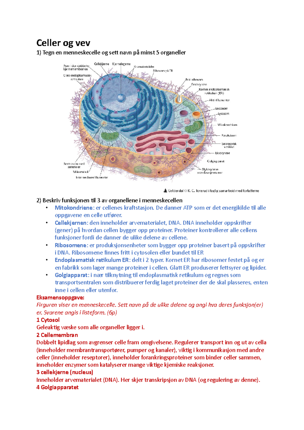 Anatomi of fysiologi spm - Celler og vev Tegn en menneskecelle og sett navn på minst 5 ...