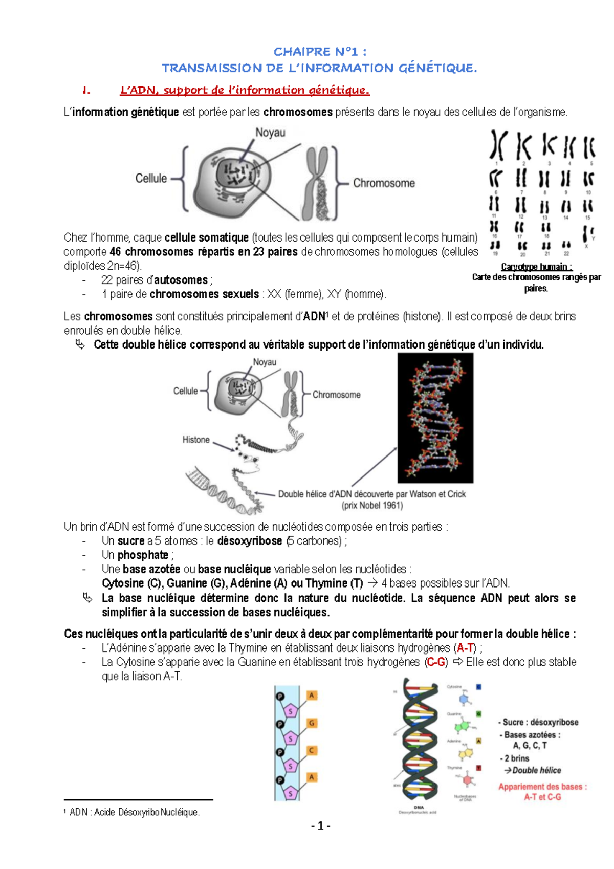 Chapitre n°1 - Transmission de l’information génétique - CHAIPRE N∞1 ...