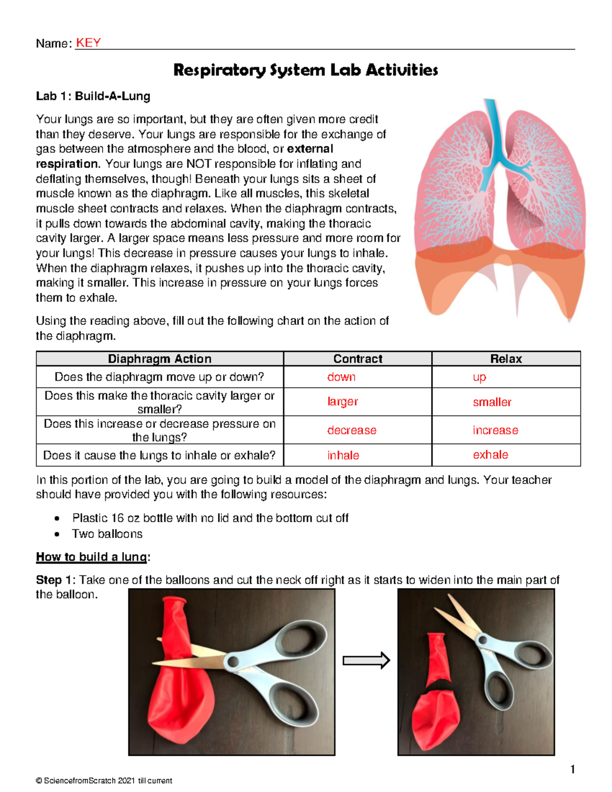 Respiratory System Lab KEY - 1 Name: - Studocu