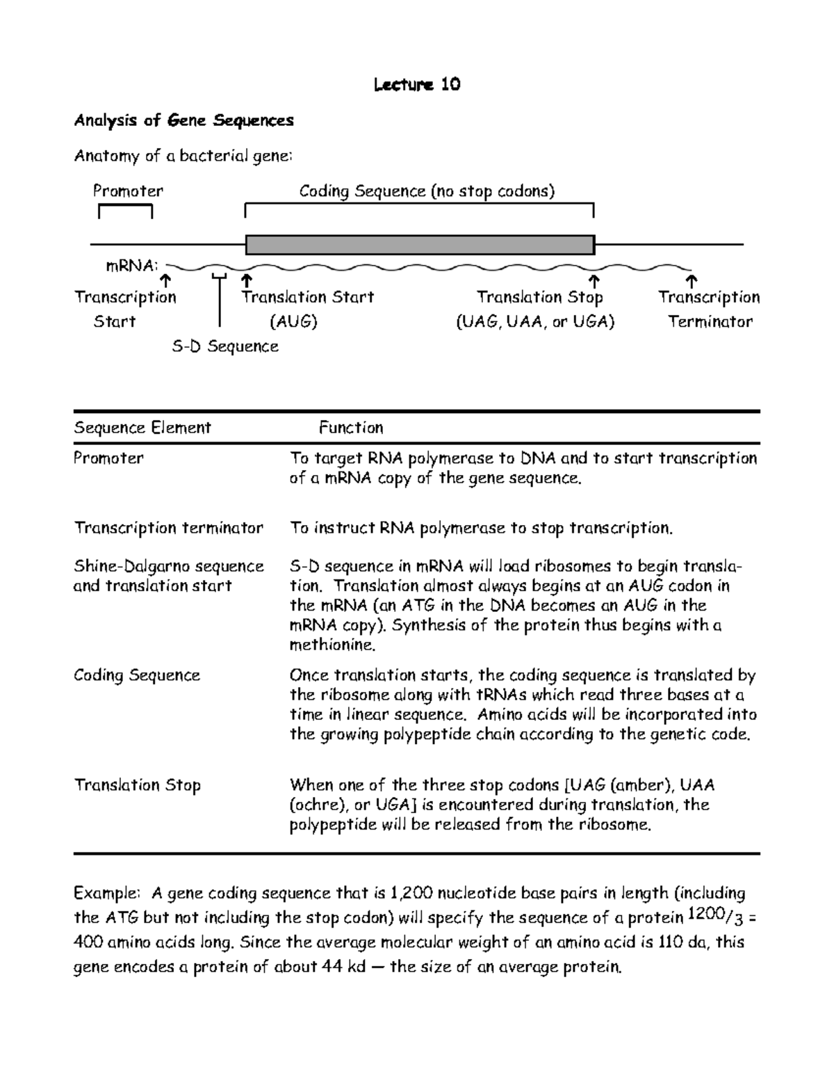 Analysis of Gene Sequences - Lecture 10Lecture 10Lecture 10Lecture 10Lecture 10 Analysis of Gene ...