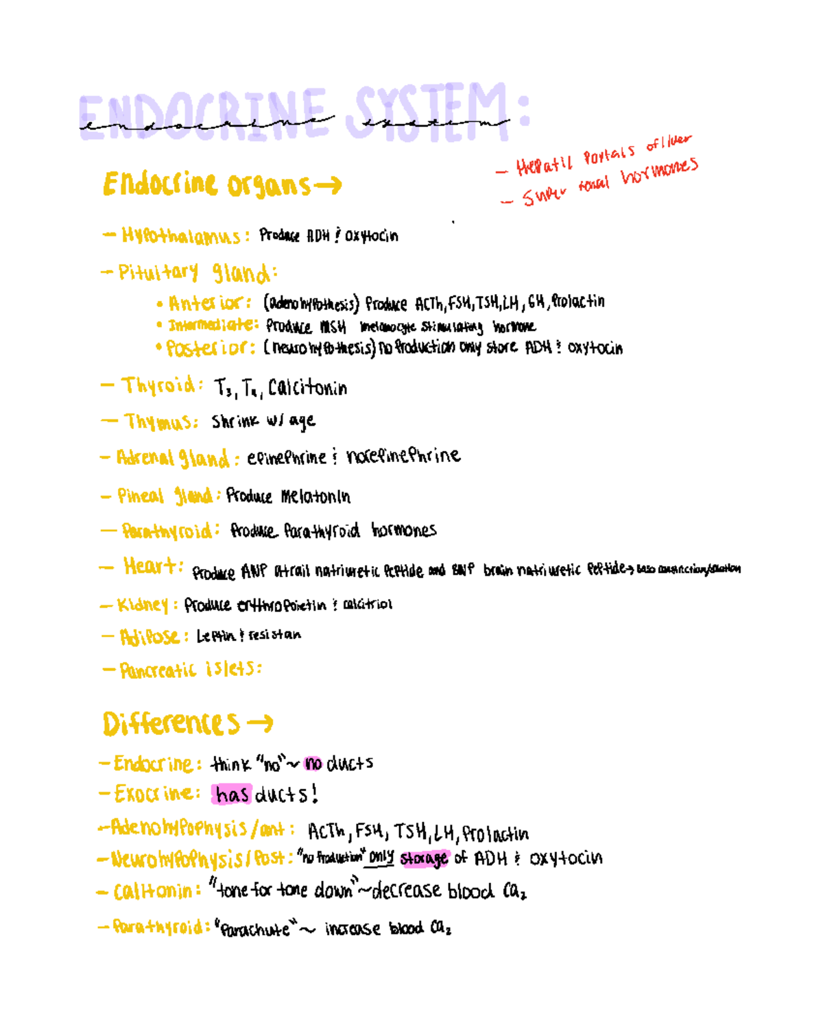 Anatomy final exam review - endocrine system Hepatic Portals ofliver ...