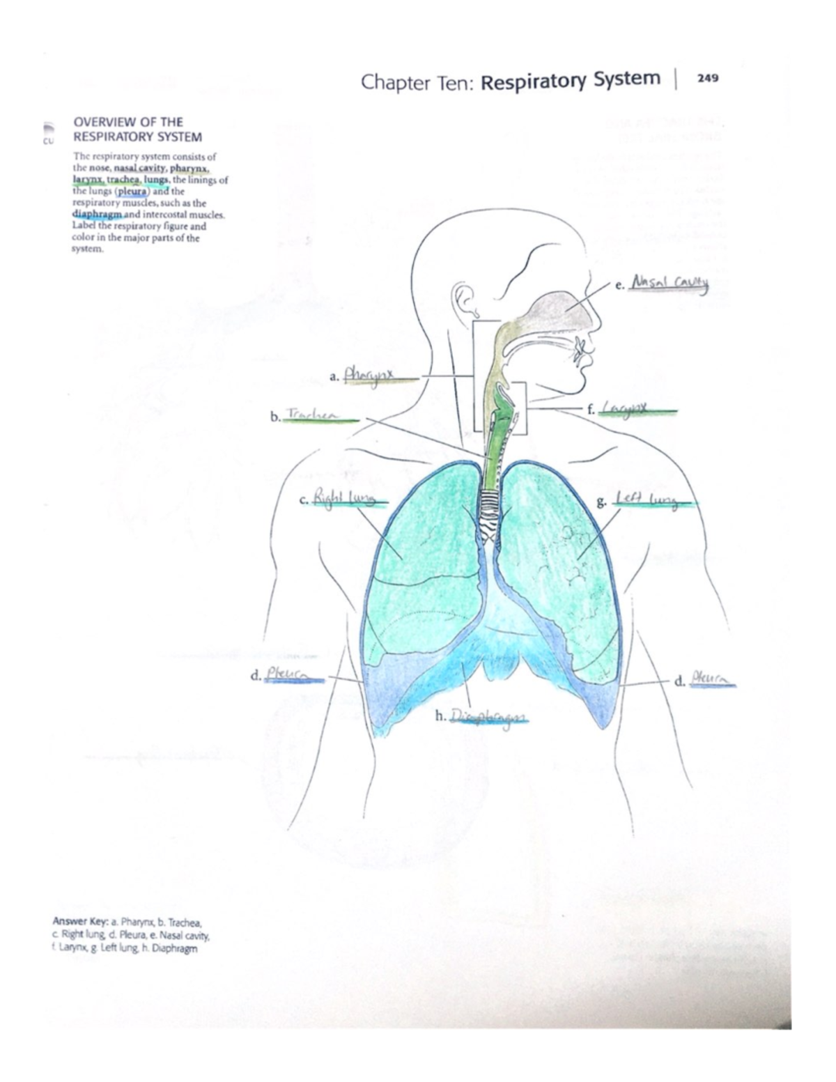 Respiratory System Color and Label - Bio 310 - Studocu