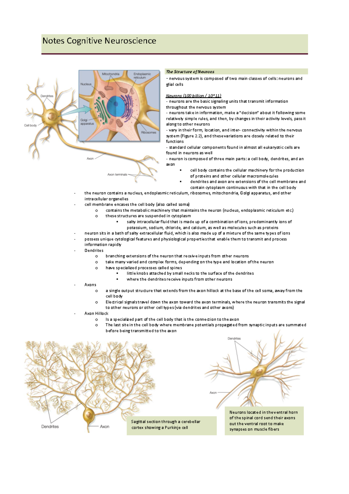 Notes cognitive neuroscience - Notes Cognitive Neuroscience The ...