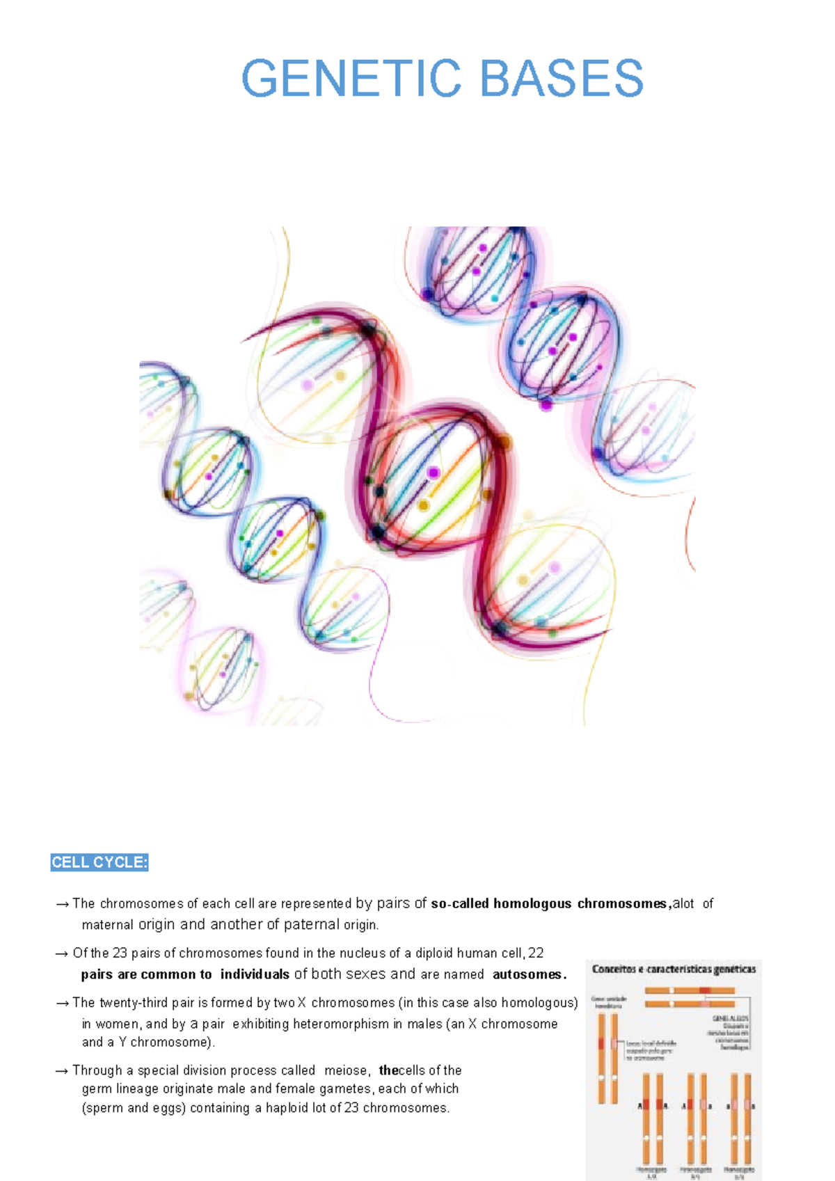 Genetic Bases - GENETIC BASES CELL CYCLE: → The chromosomes of each ...