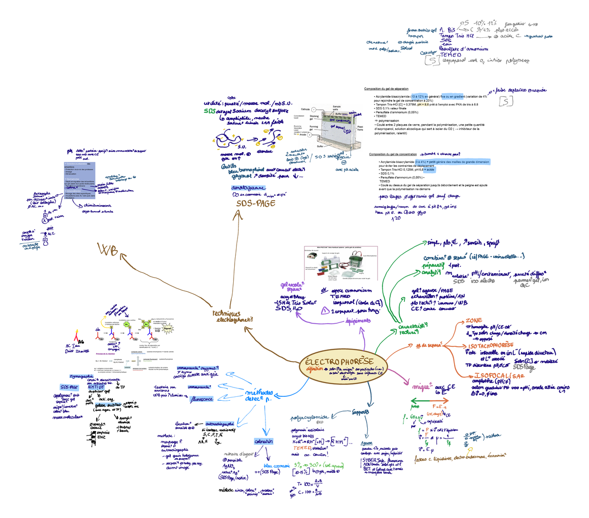 éléctrophorèse - É L E C T R O P H O R È S E d é f i n i t i o n → s e l o n P d e m i g r a ' d ...