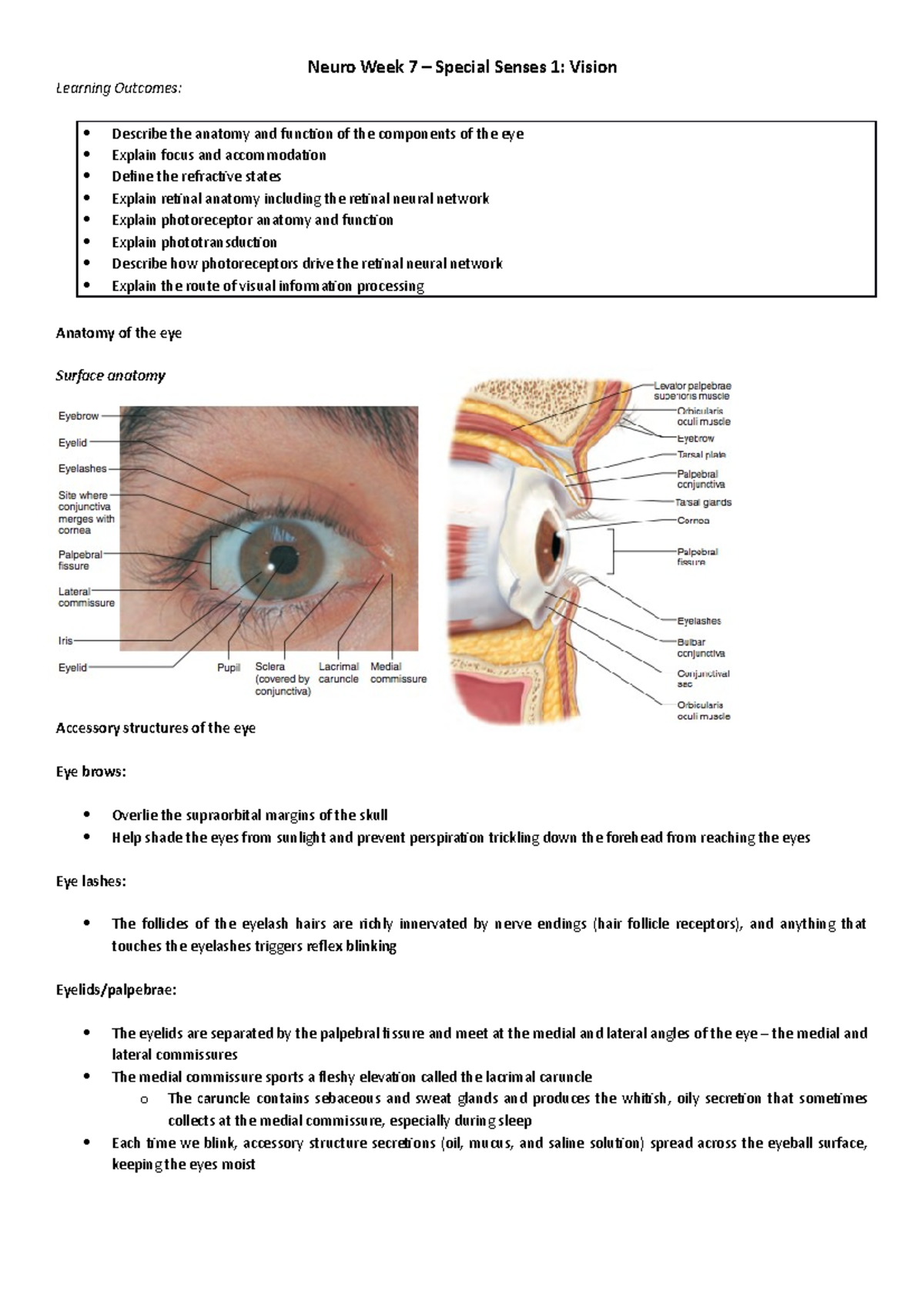 Neuro Week 7 Summary - Learning Outcomes: Neuro Week 7 Special Senses 1 ...