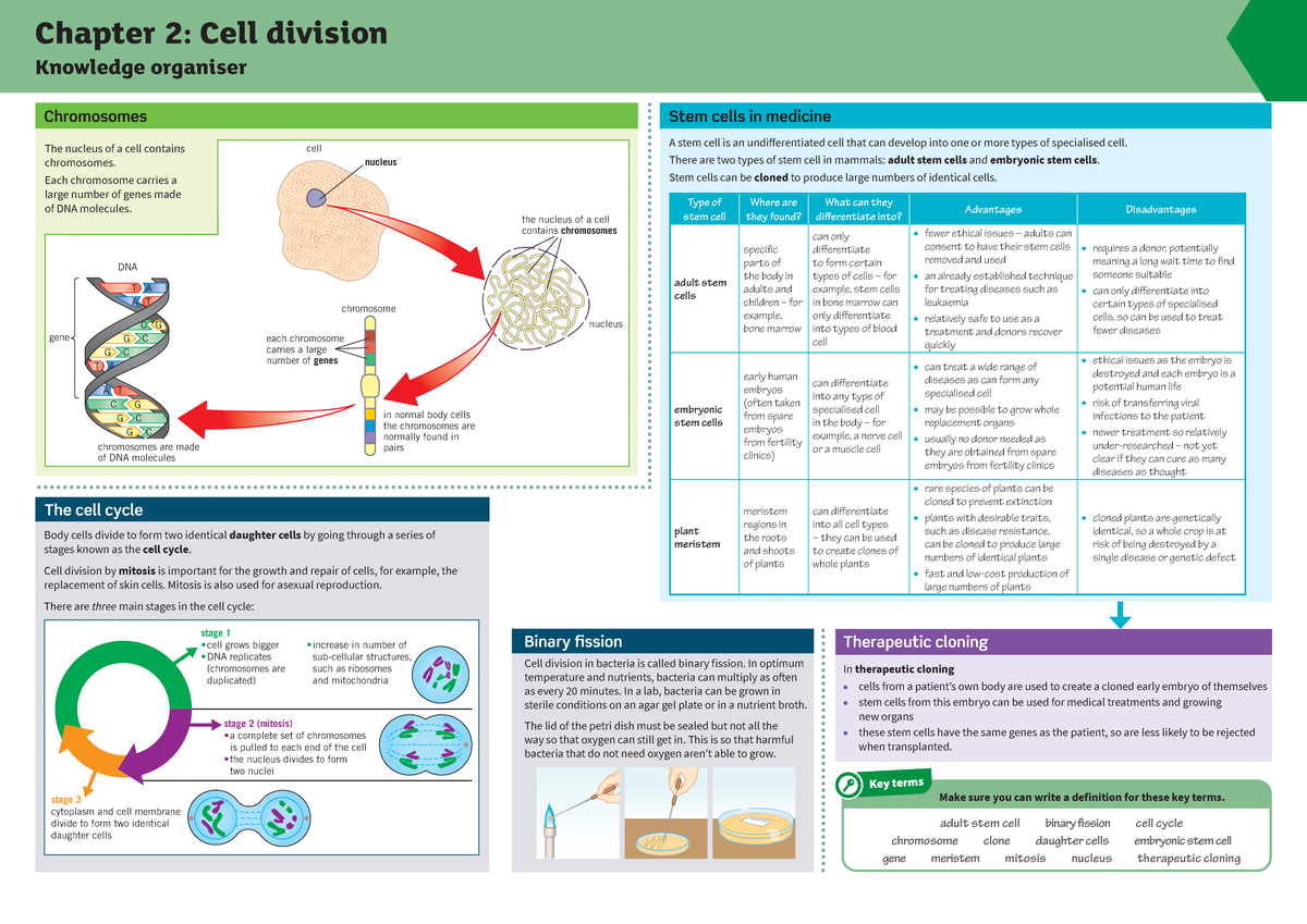 B2 Cell division - Notes for B2 - Chapter 2: Cell division Knowledge ...