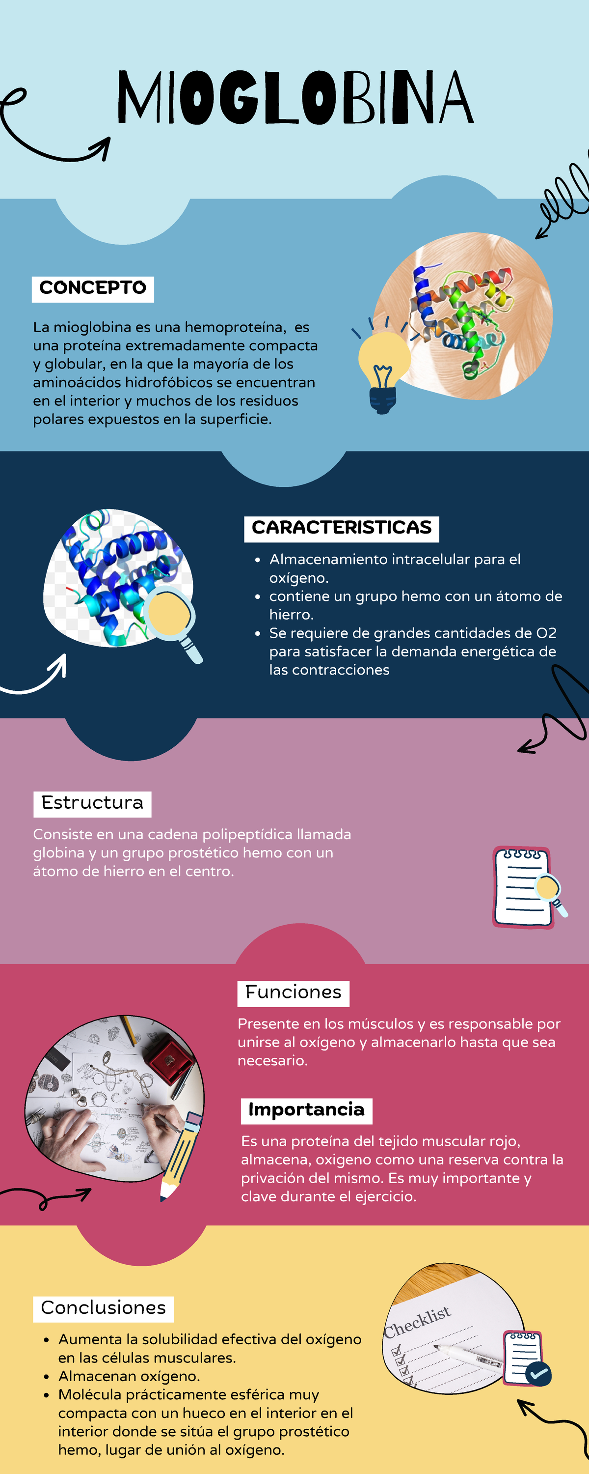 Mioglobina - tarea - MIOGLOBINA CONCEPTO La mioglobina es una ...