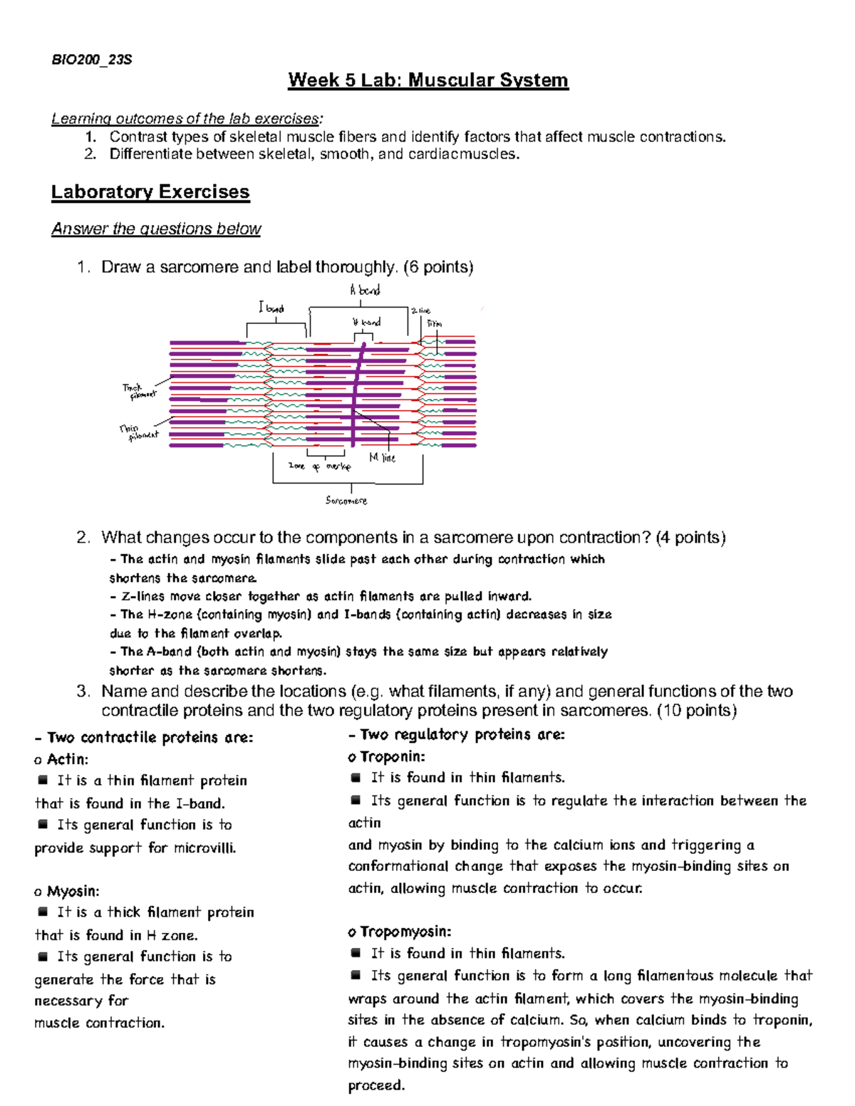 Week 5 Lab. Muscular - Practice lab - BIO 2 00_23S Week 5 Lab: Muscular System Learning outcomes ...