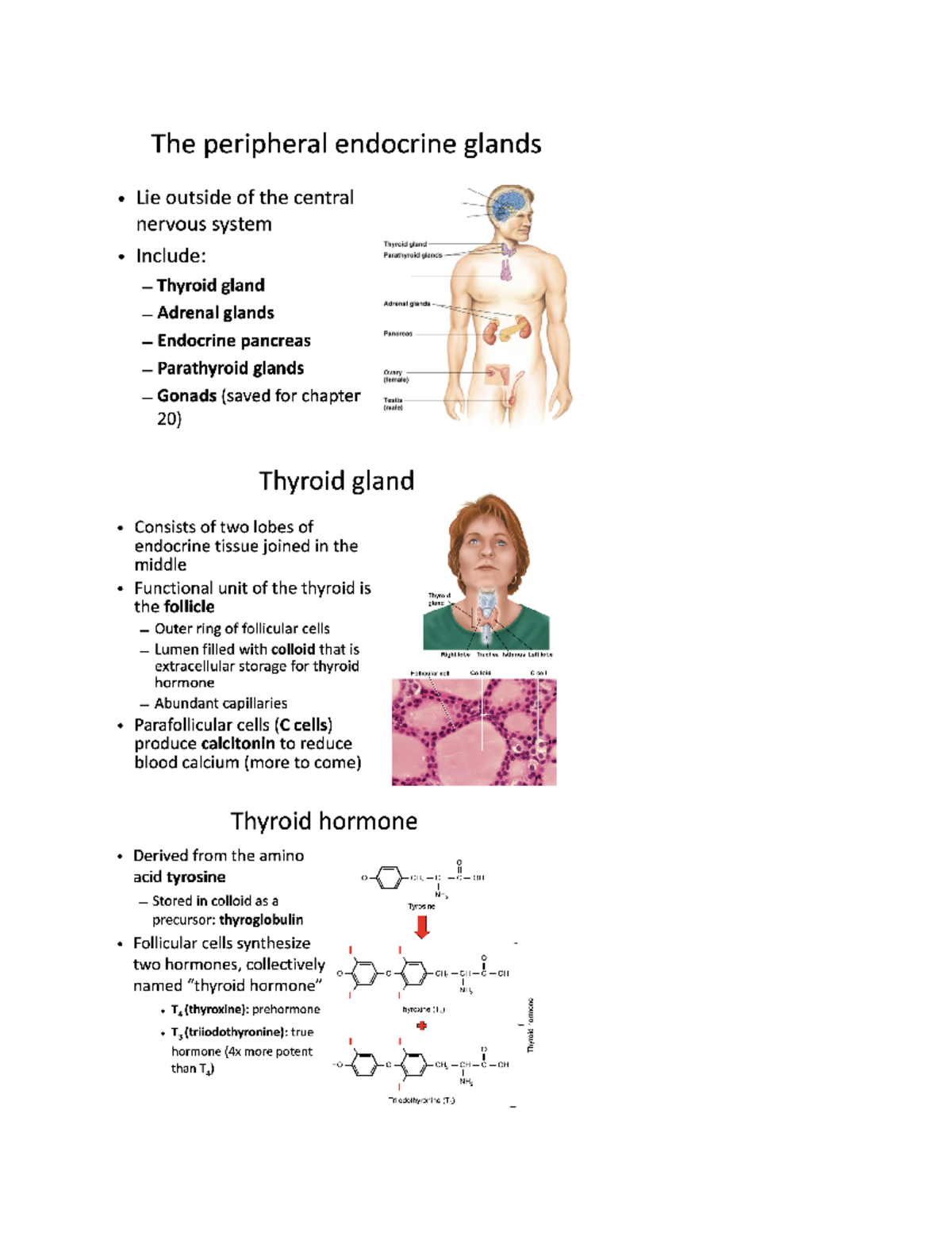 Chapter 19 Endocrine Continued - BIO 270 - Studocu