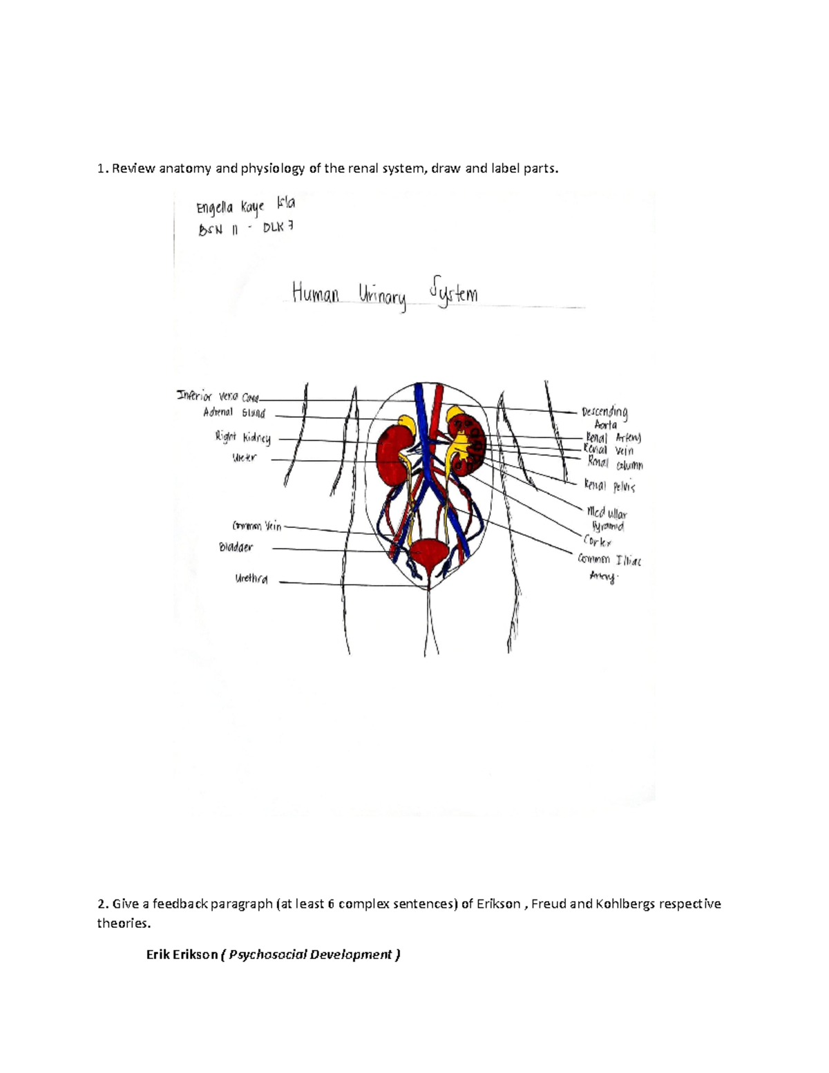 Renal System Activity - Review anatomy and physiology of the renal ...