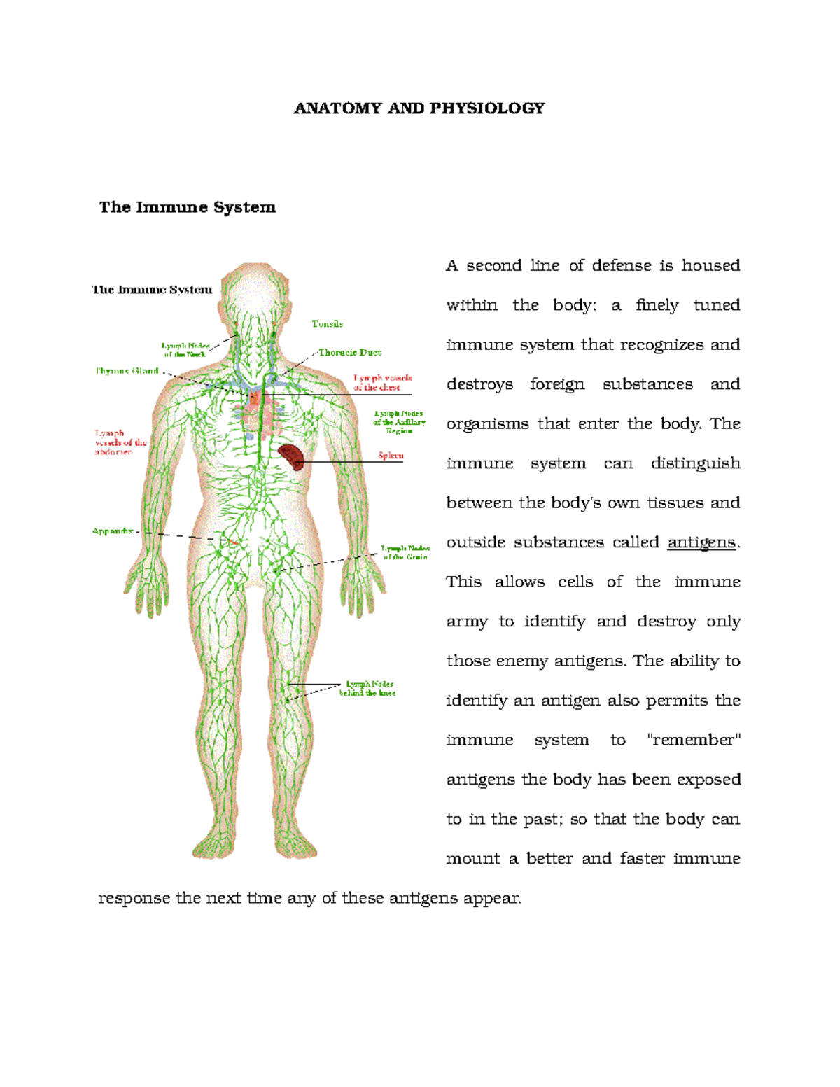 Anatomy and Physiology - ANATOMY AND PHYSIOLOGY The Immune System A ...