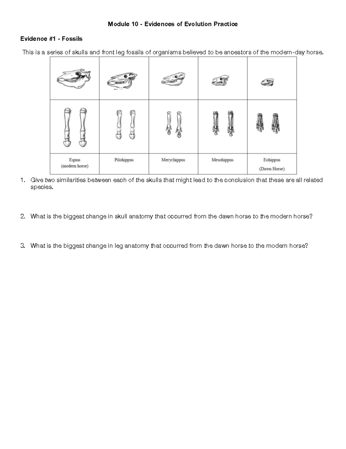 Evidences of Evolution Practice - Evidence #1 - Fossils This is a ...